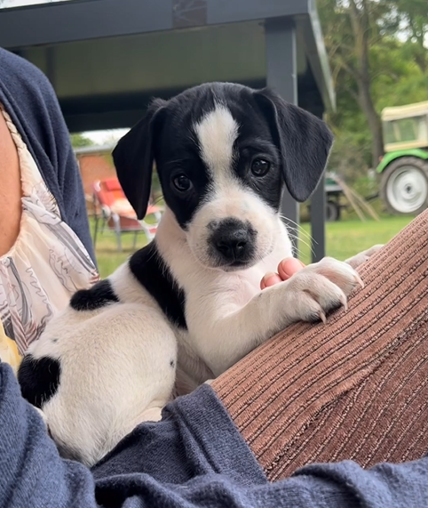 Dansky - Welpen - Züchter De Terra Ukera - Danish Swedish Farmdog ...