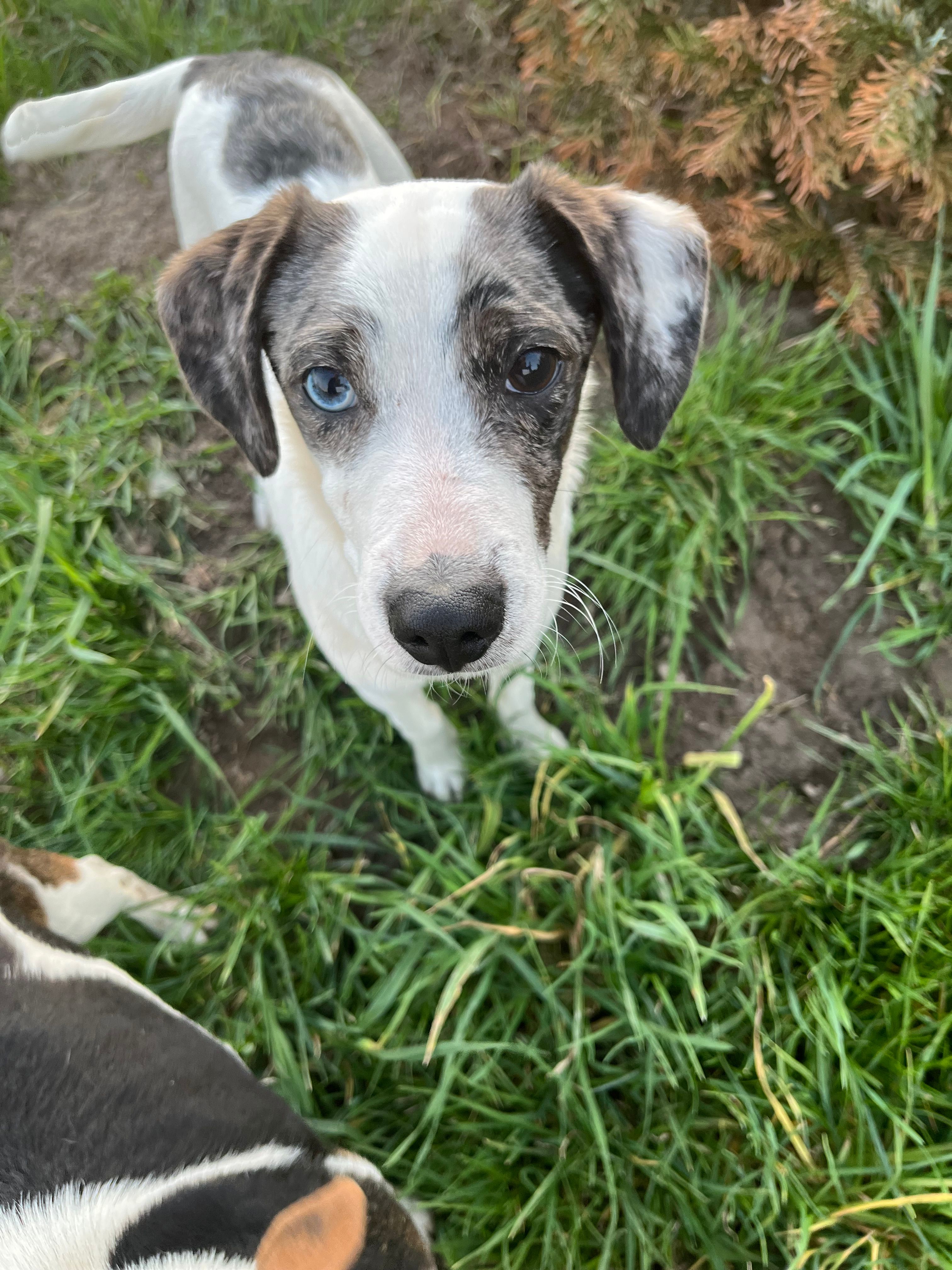 Dansky - Welpen - Züchter De Terra Ukera - Danish Swedish Farmdog ...