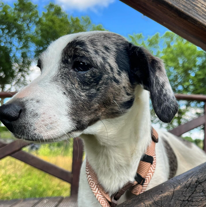 Dansky - Welpen - Züchter De Terra Ukera - Danish Swedish Farmdog ...
